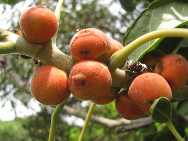Trees of Bangalore
