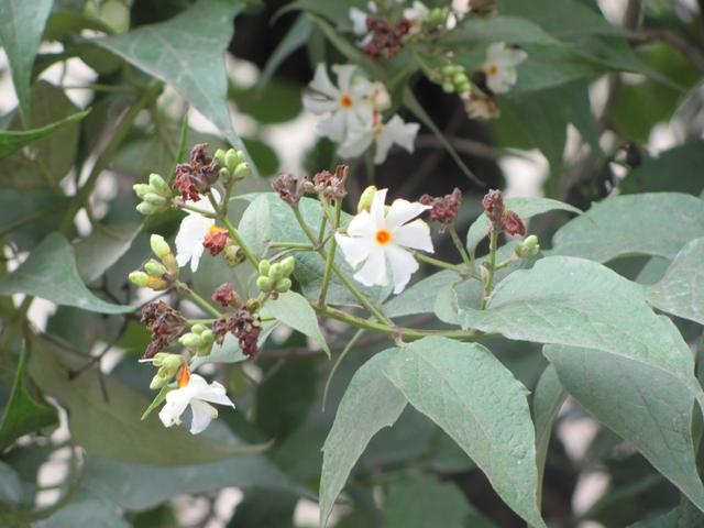 Parijat Flower In Telugu | Best Flower Site