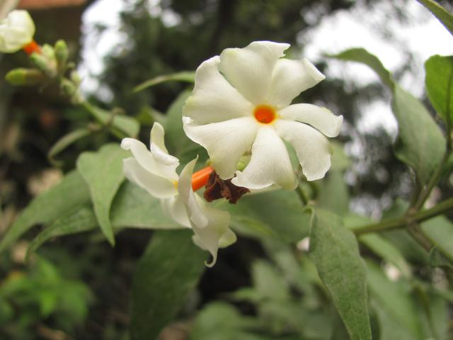 Parijat Flower In Telugu | Best Flower Site