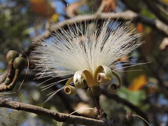 Trees of Bangalore