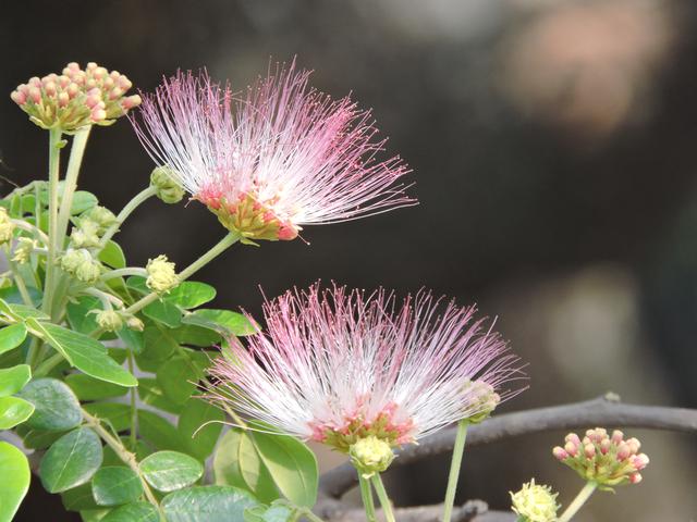 Trees of Bangalore