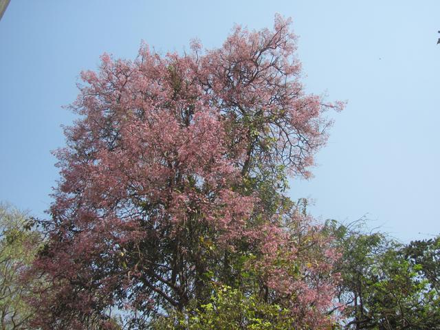 Pink Jacaranda Tree